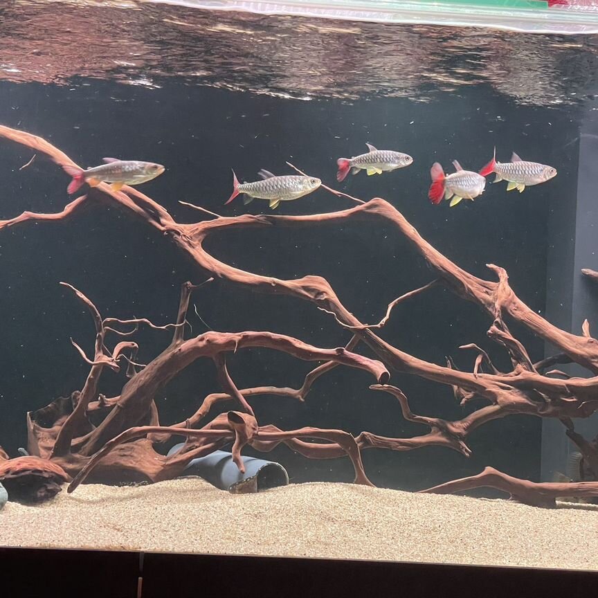 Хальцеус краснохвостый