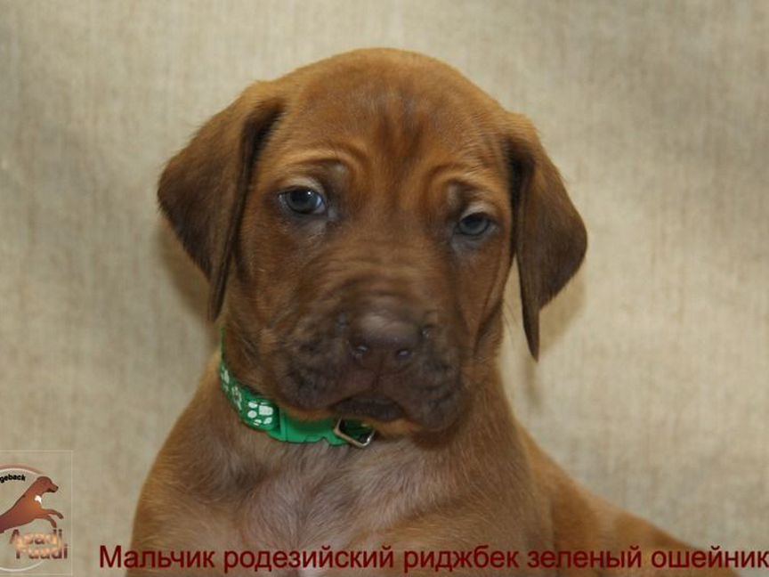 Щенок родезийского риджбека. Шоколадный носик