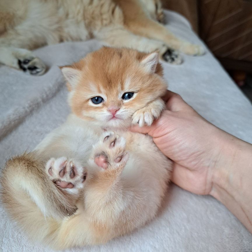 Британские котята шиншиллы