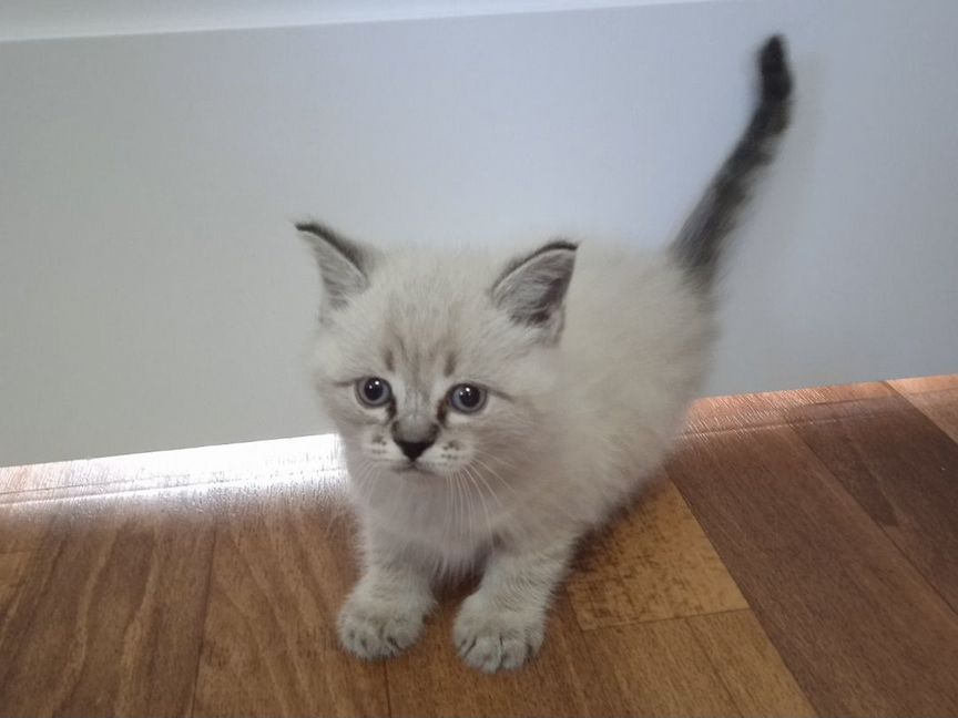 Отдам котенка в добрые руки.,1.5 месяца