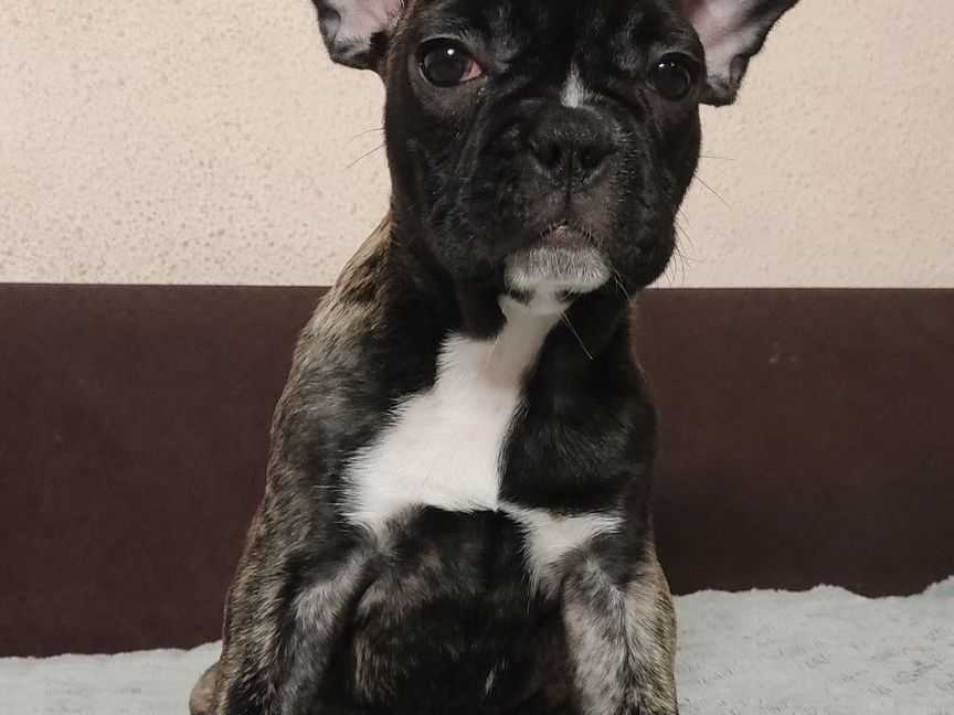 Французский бульдог девочка мини