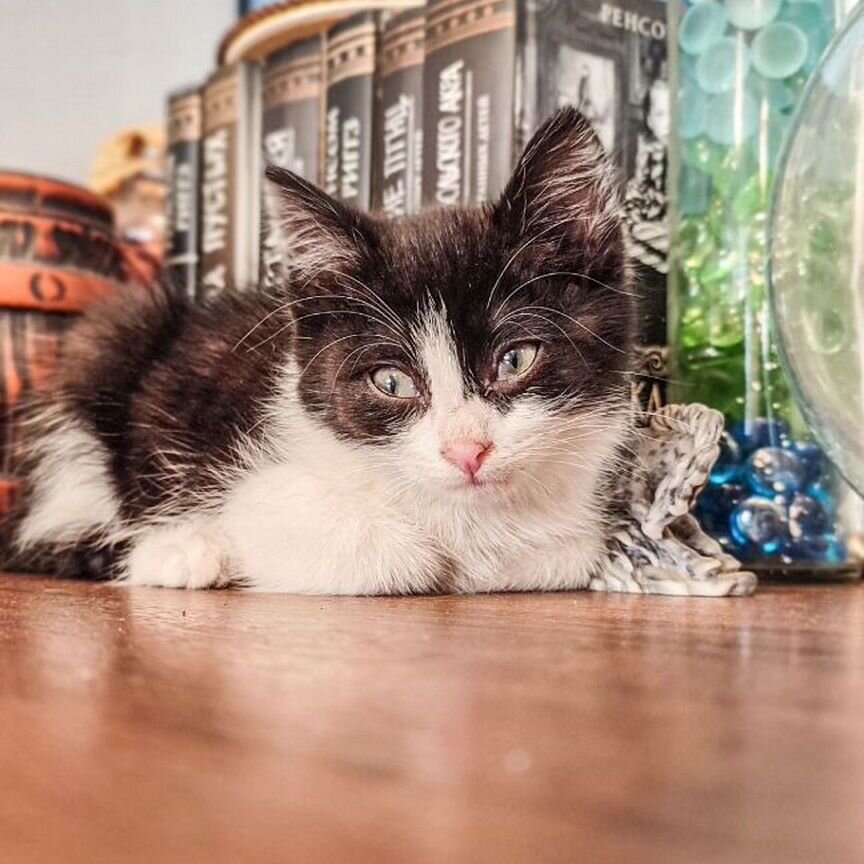 Котик ищет дом