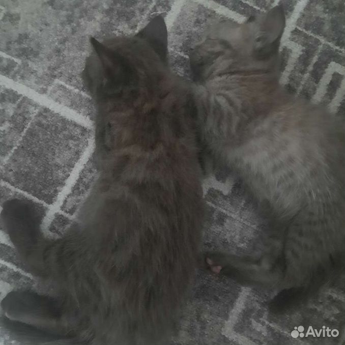 Британские котята чистокровные