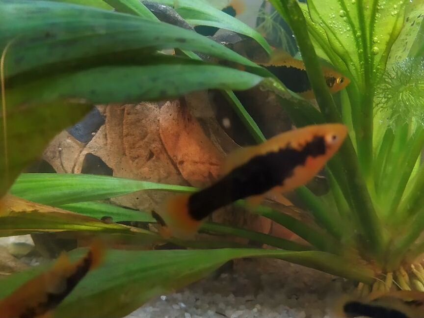 Пецилия гавайская