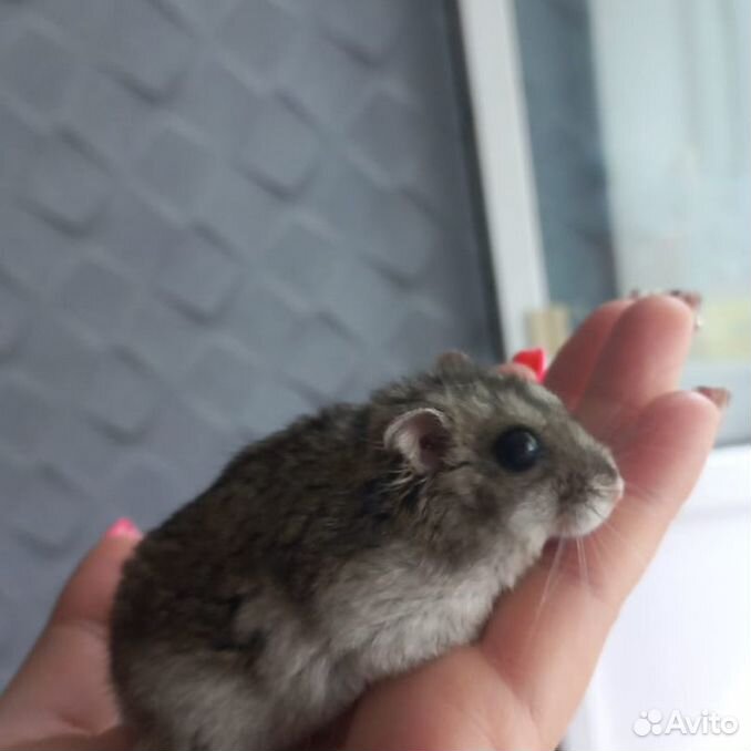 Джунгарские хомячки