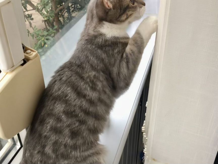 Котёнок бобтейл бесхвостый