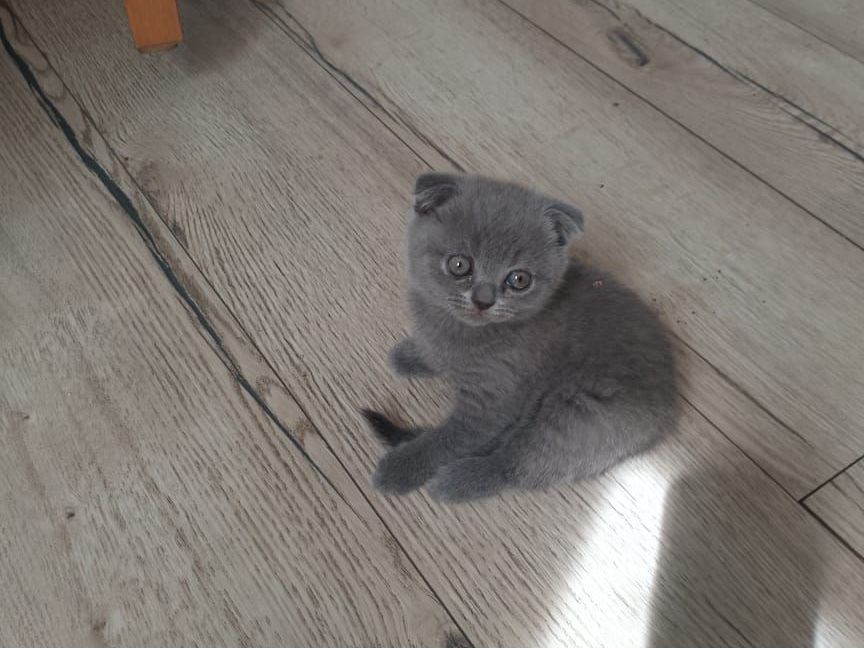 Шотландские вислоухие котята