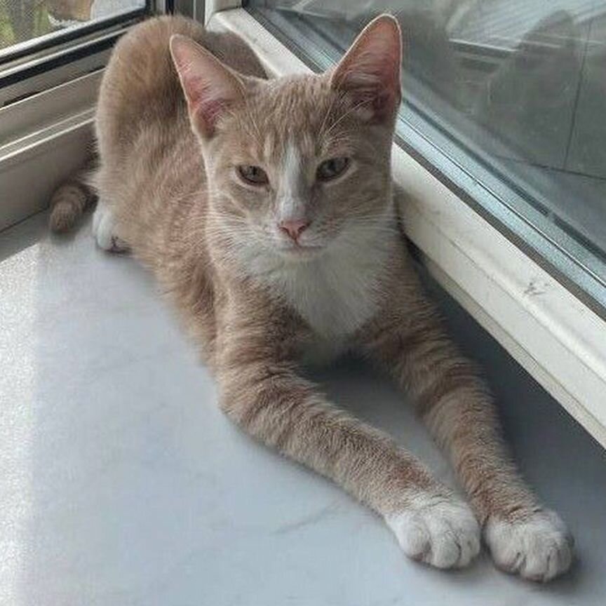 Светло-рыжий котенок Санёк бесплатно