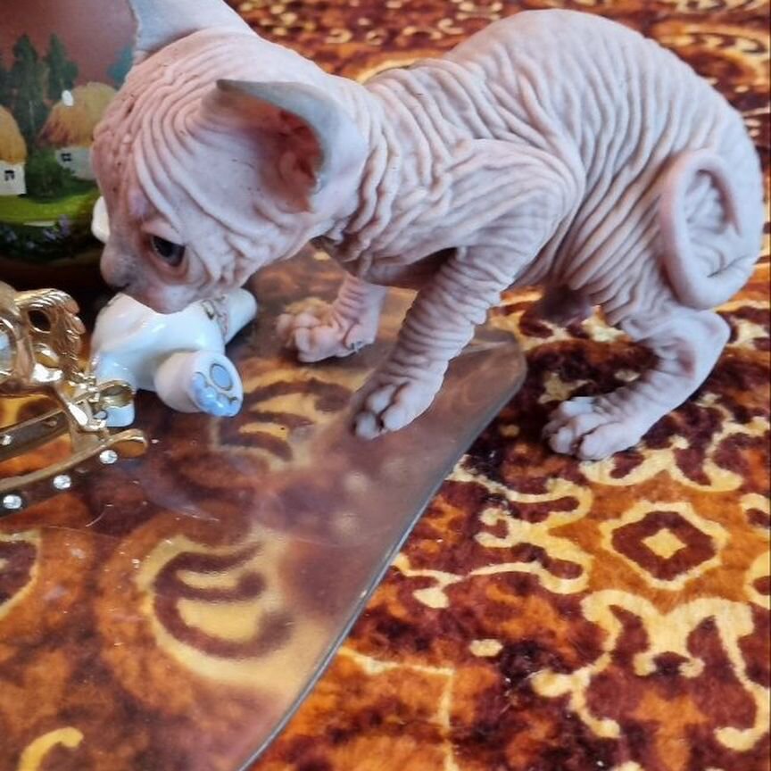 Канадский сфинкс котенок