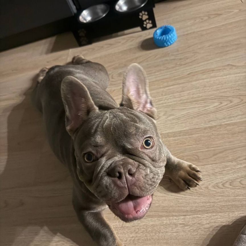 Французский бульдог, щенок