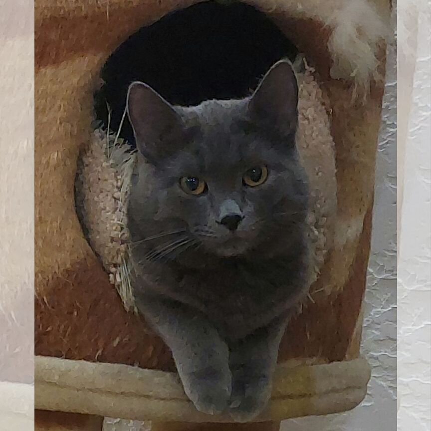 Британский короткошёрстный котёнок