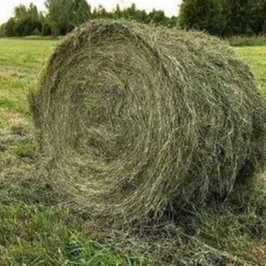 Продам сено в рулонах