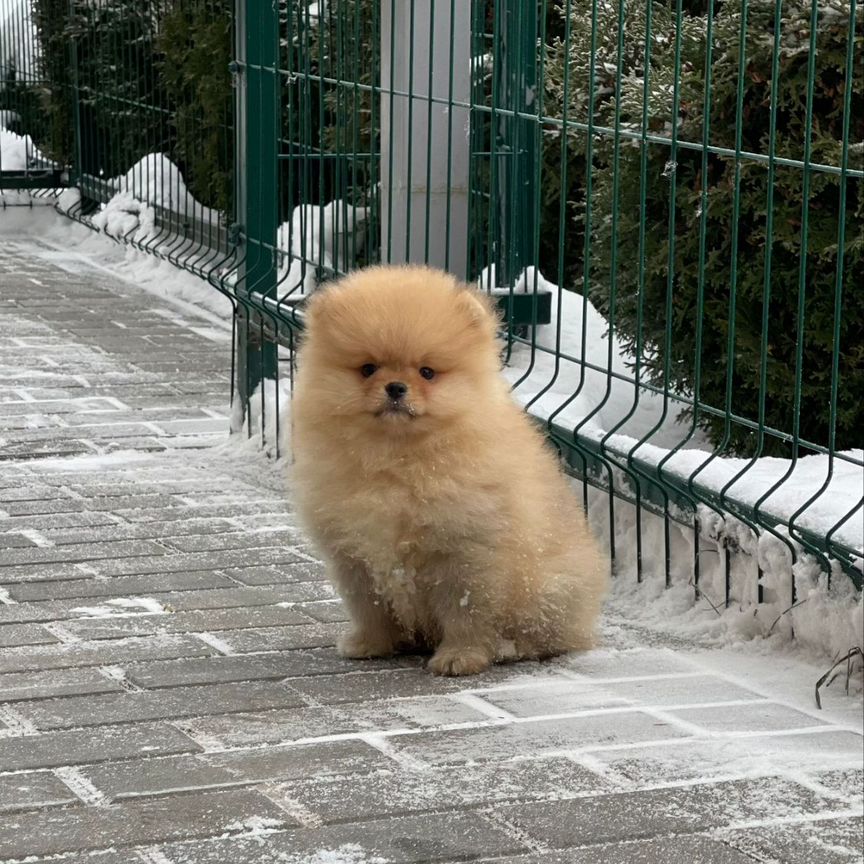 Померанский шпиц медвежьего типа