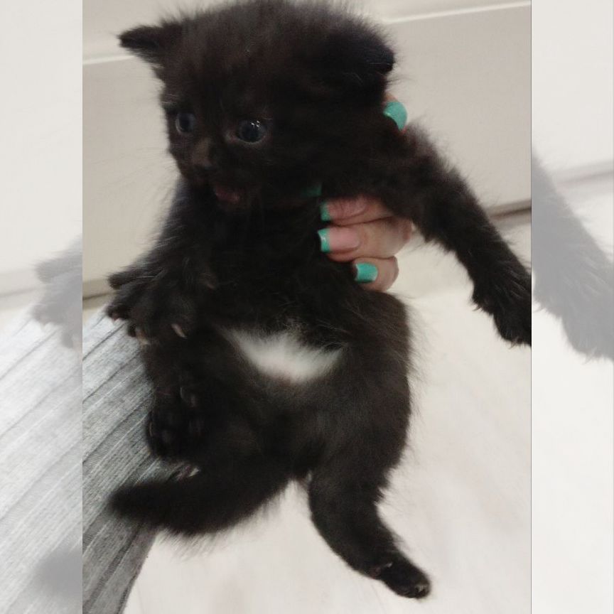 Котёнок в добрые руки