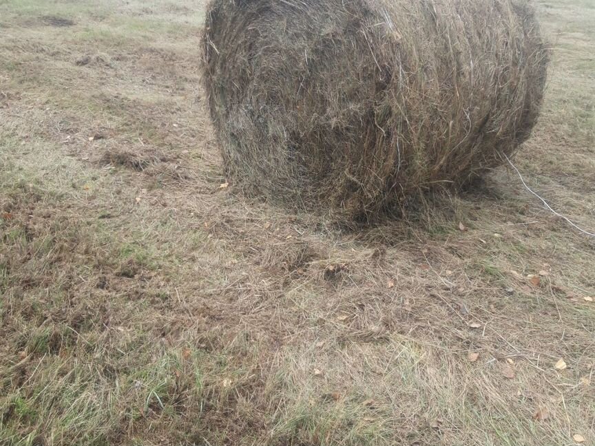 Сено в рулонах