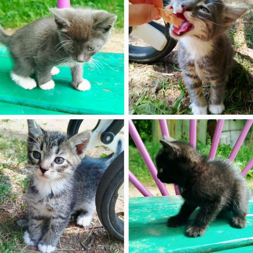 Бездомным котятам нужны хозяева