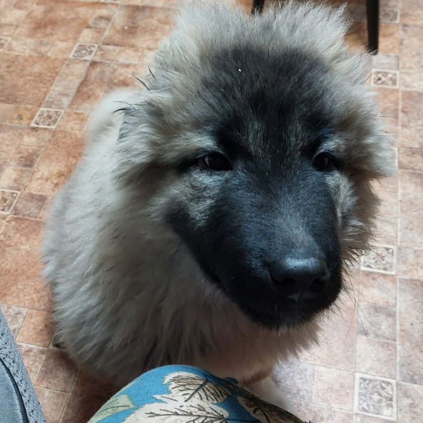 Кавказская овчарка, щенок