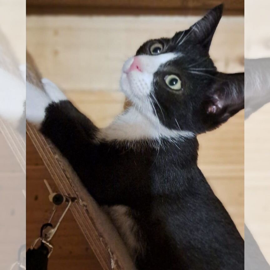 Классный котёнок мальчик ищет семью