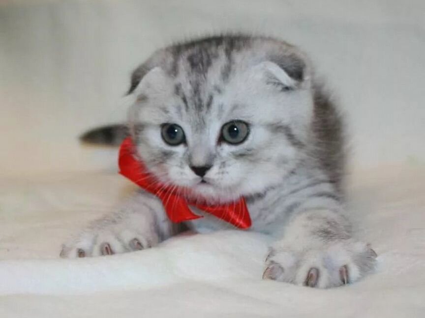 Котята красавчики