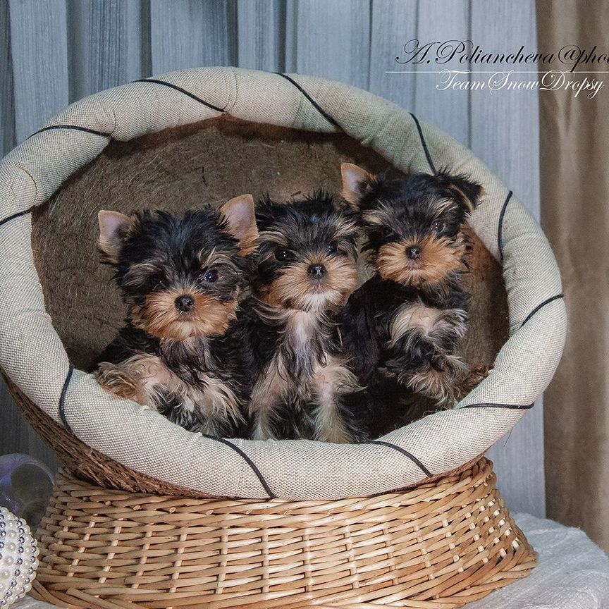 Йоркширский терьер, щенок