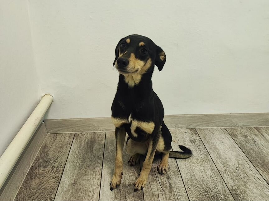 Собачка Лиля