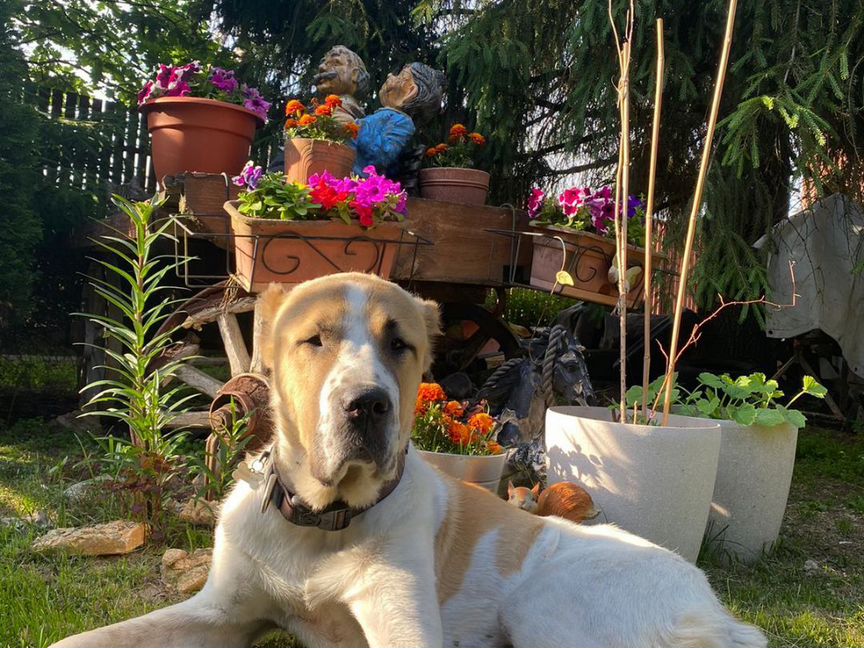 Вязка собак