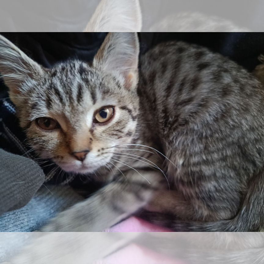 Шотландский вислоухий короткошёрстный котёнок