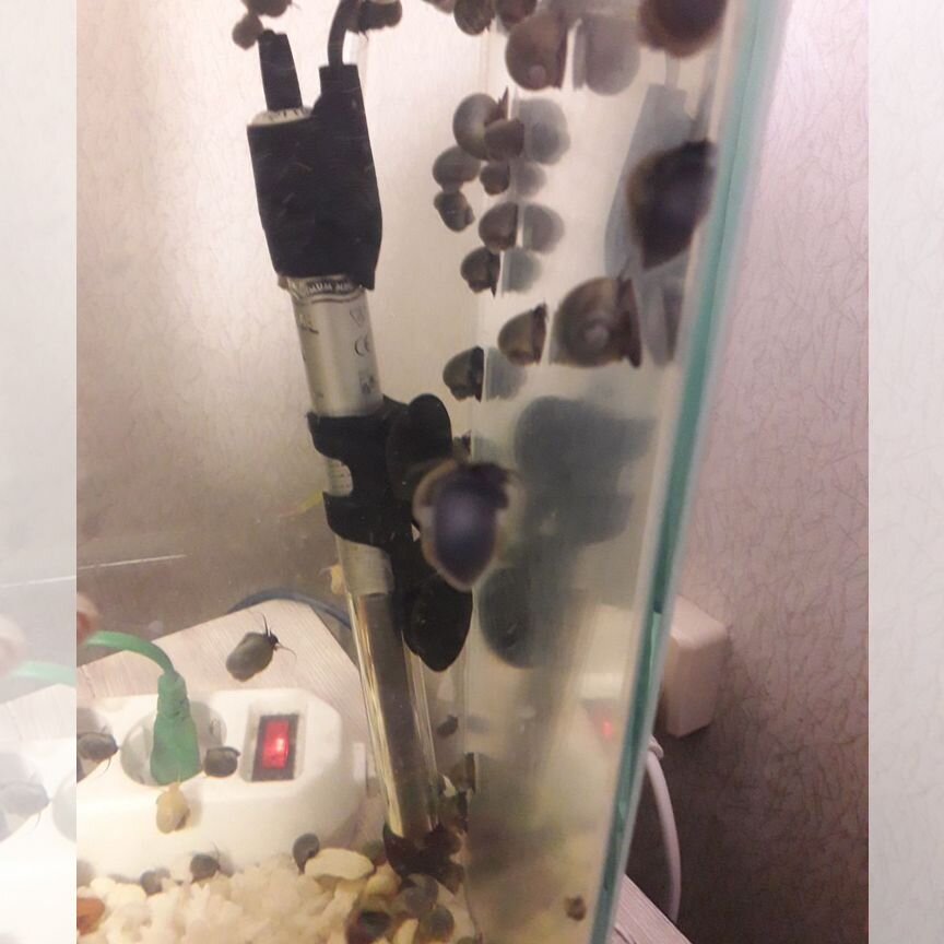 Улитки ампулярии черничные