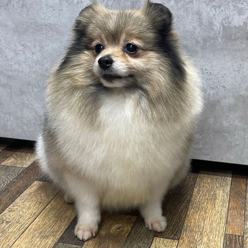 Немецкий шпиц, взрослая собака