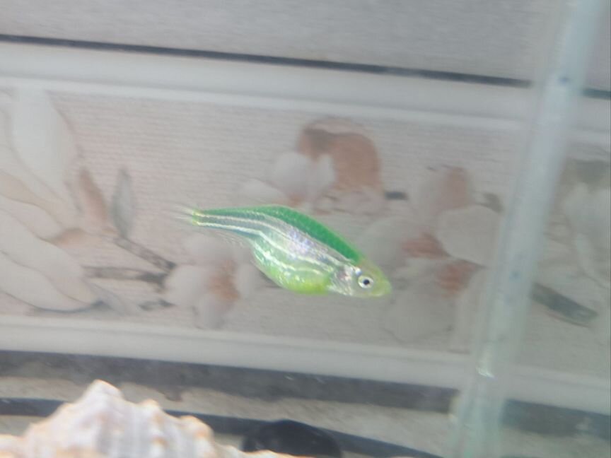 Данио бесплатно