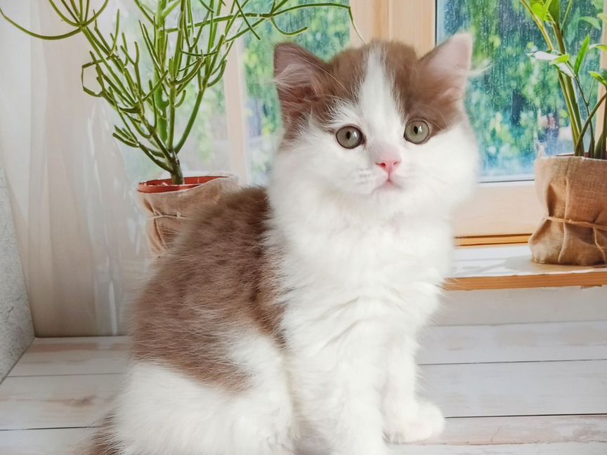 Шотландский котенок Мартин