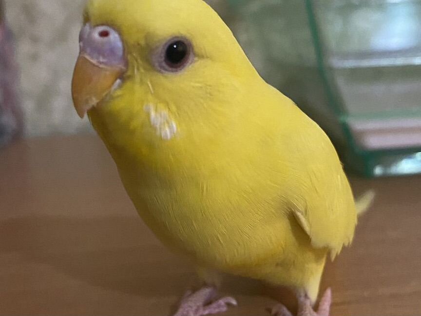 Попугайчик волнистый жёлтый