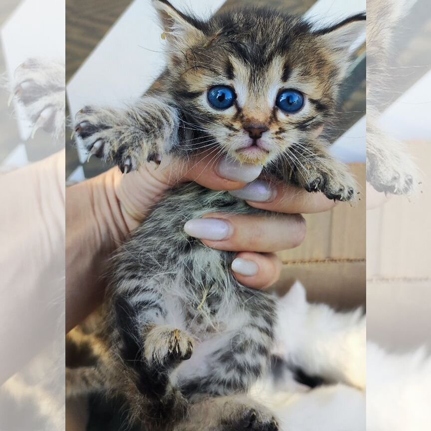 Котята в добрые руки