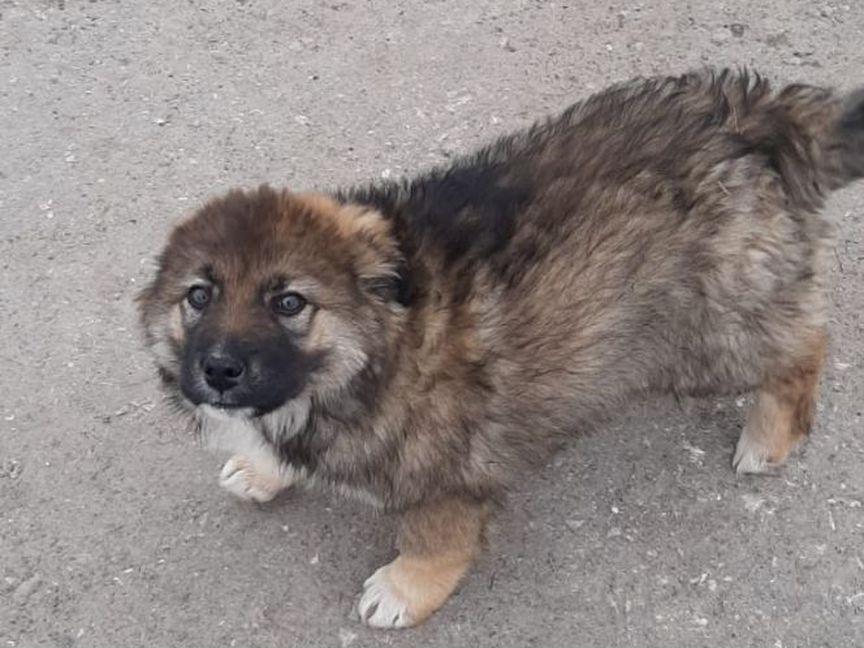 Собака в добрые руки щенок 3,5 месяца