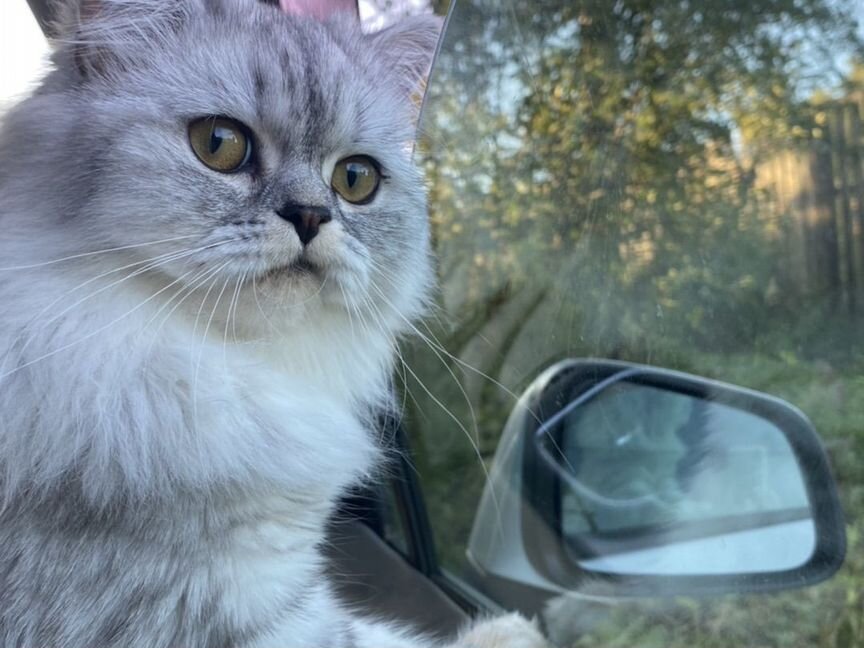 Кошка