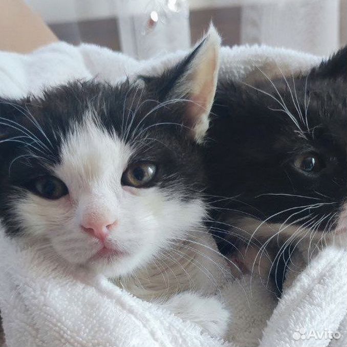 Маленькие крохи ищут дом