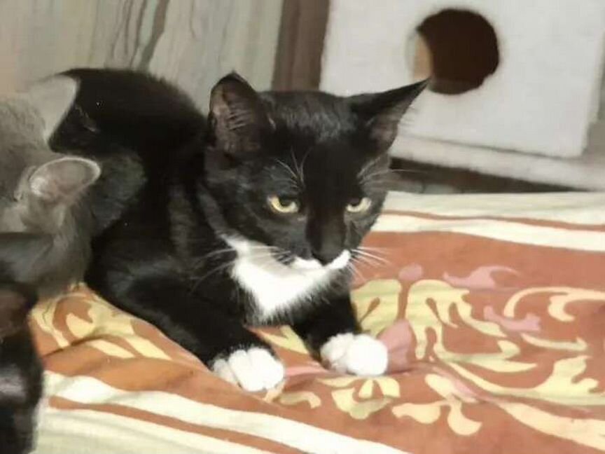 Котенок в добрые руки