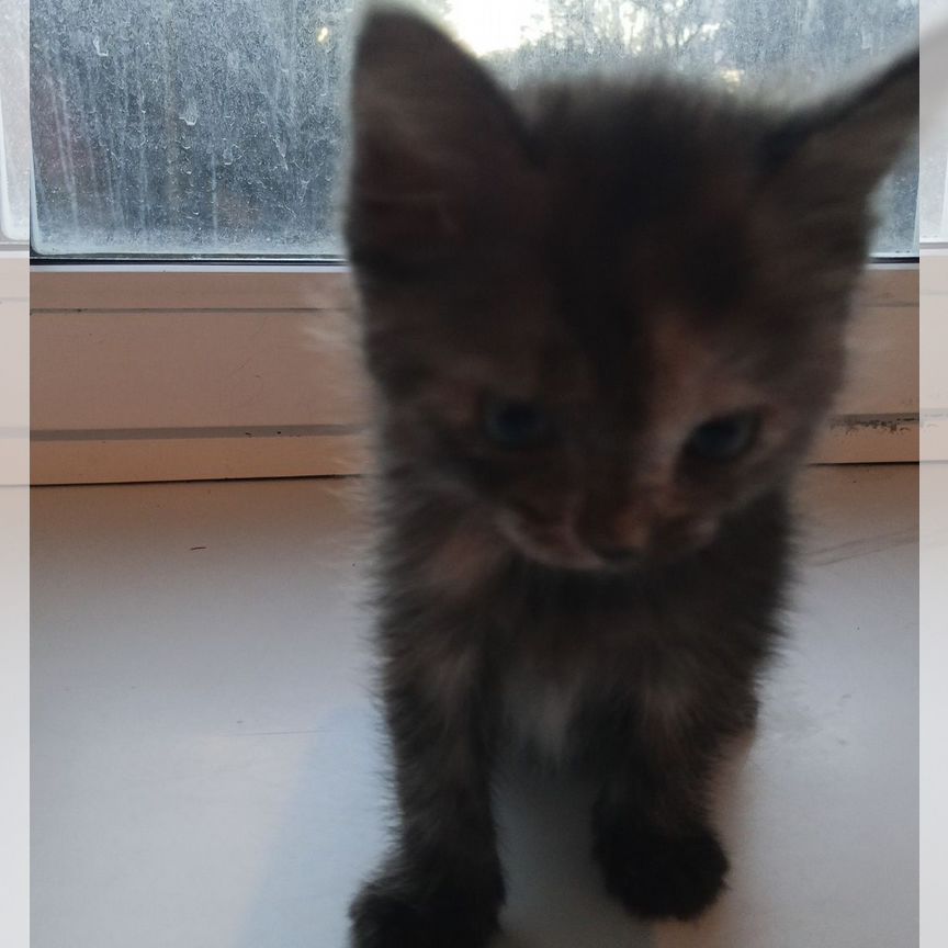 Британский длинношёрстный котёнок