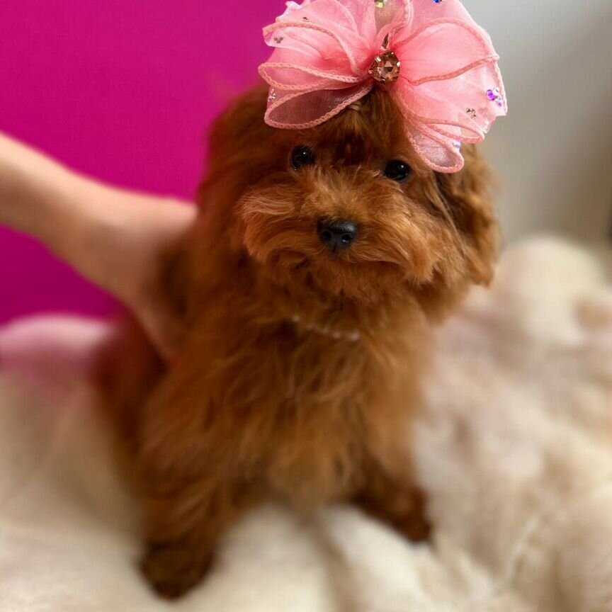 Эксклюзивные Teddy Мальтипу Китай