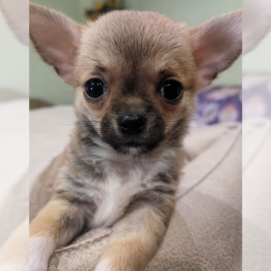 Чихуахуа, щенок