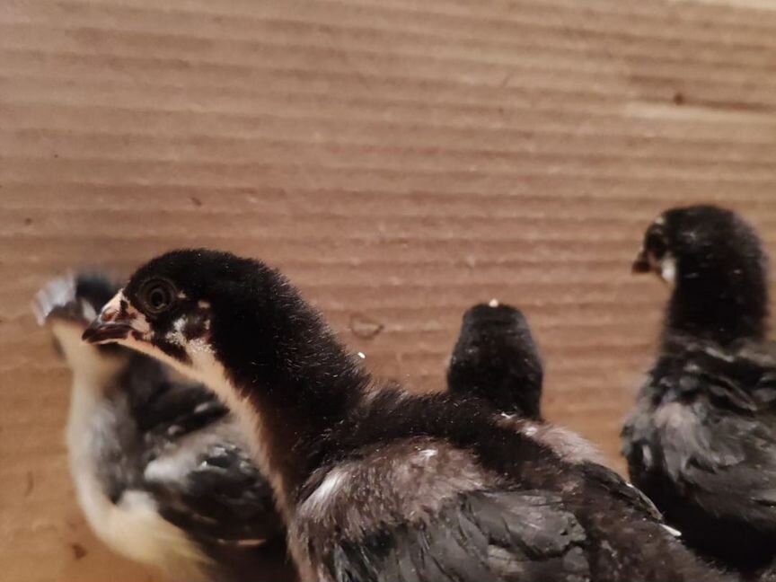 Мараны цыплята