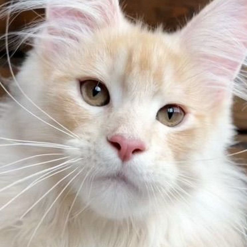 Рыжий котенок мальчик ищет семью