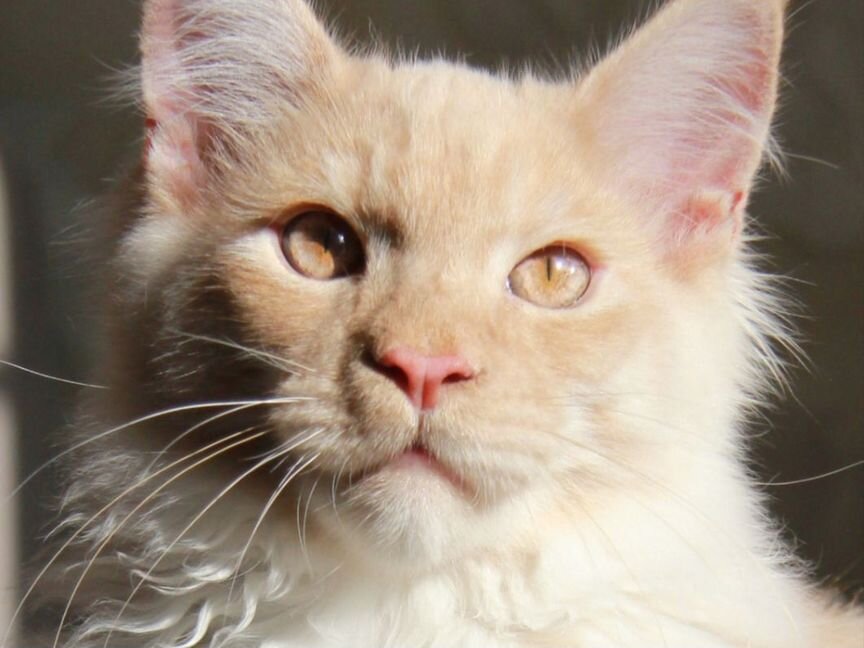 Котенок Мейн Кун -Бандит редкого окраса