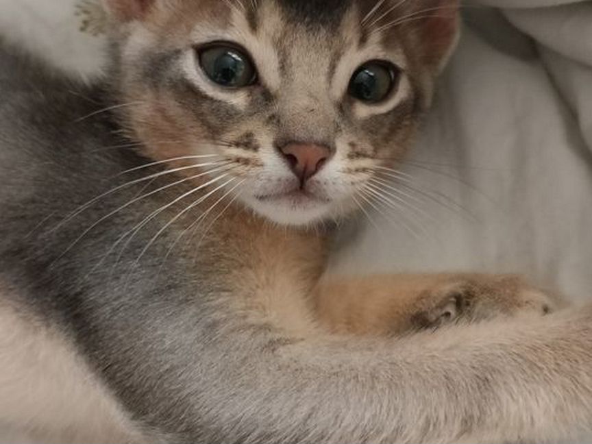 Абиссинские котята голубые