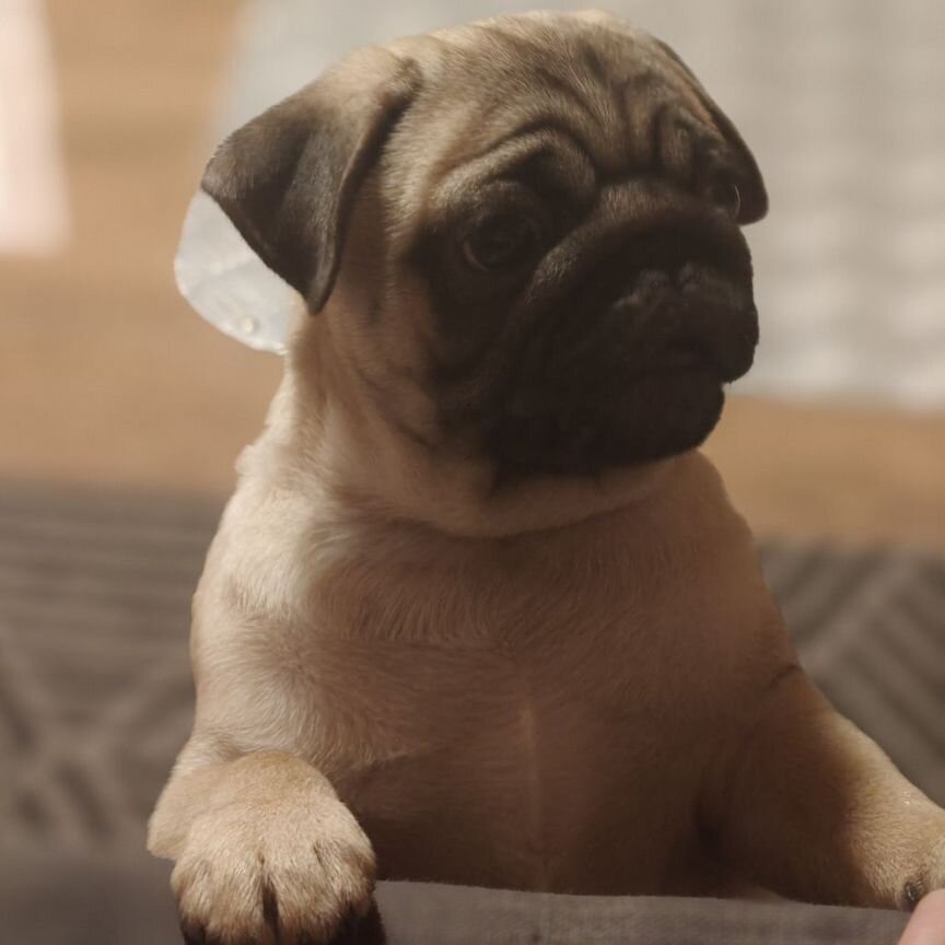 Мопс, щенок