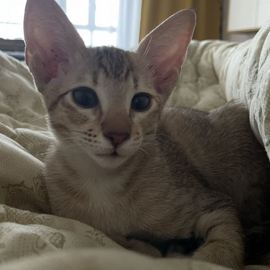 Котенок оринтальной породы 3 мес девочка