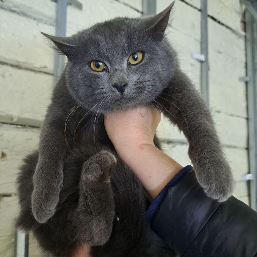 Котенок девочка 7-8 месяцев в добрые руки