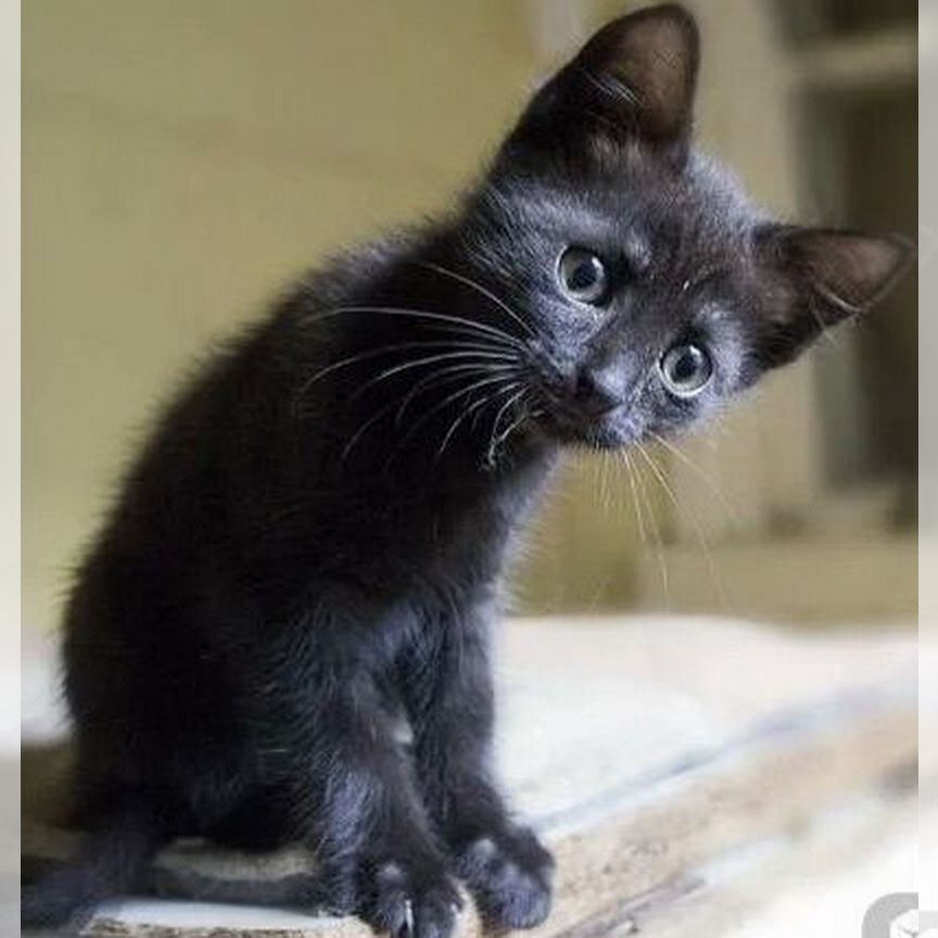 Котёнок в добрые руки