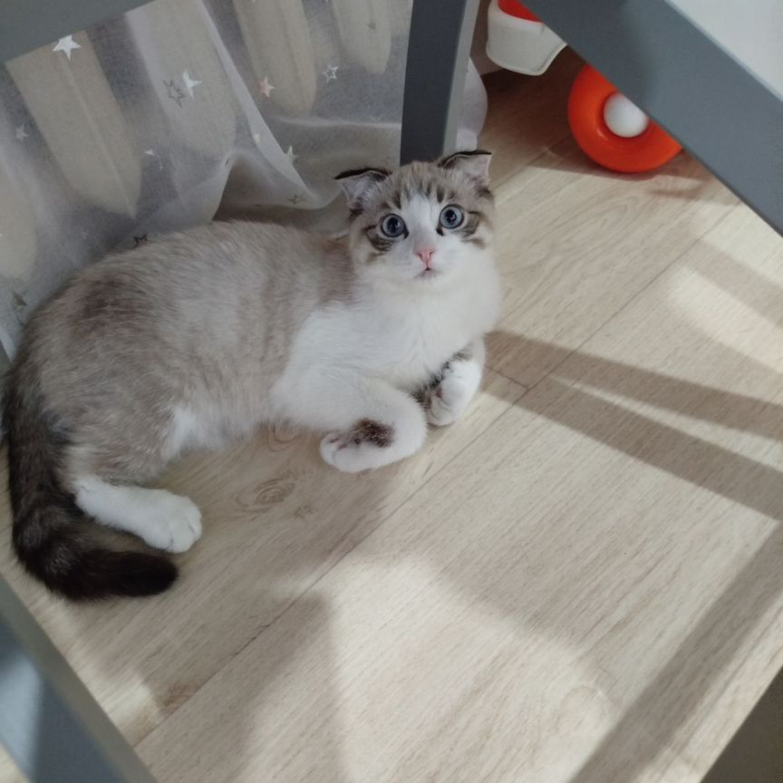 Шотландский вислоухий короткошёрстный котёнок