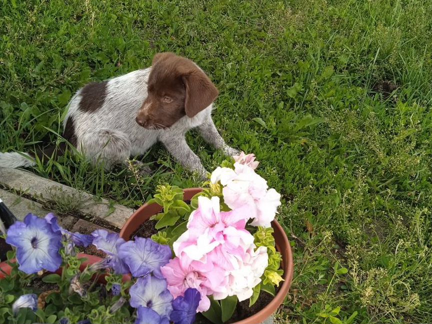 Щенок в добрые руки